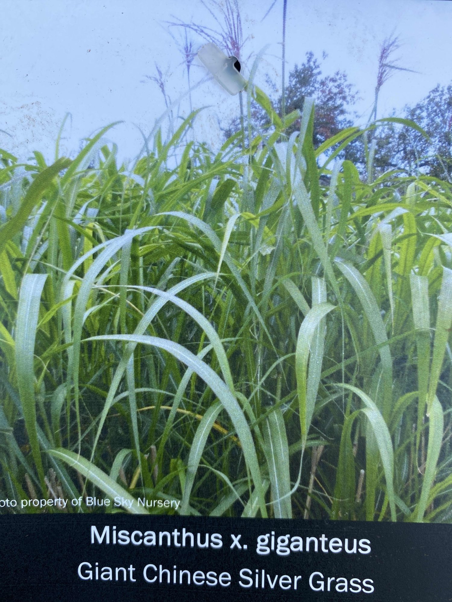 Miscanthus Giganteus – Oceanview Home and Garden
